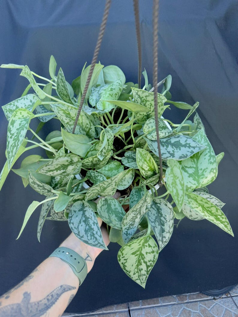 Silver Lady Scindapsus Pictus | Silver Satin Pothos | LIVE House Plant ...