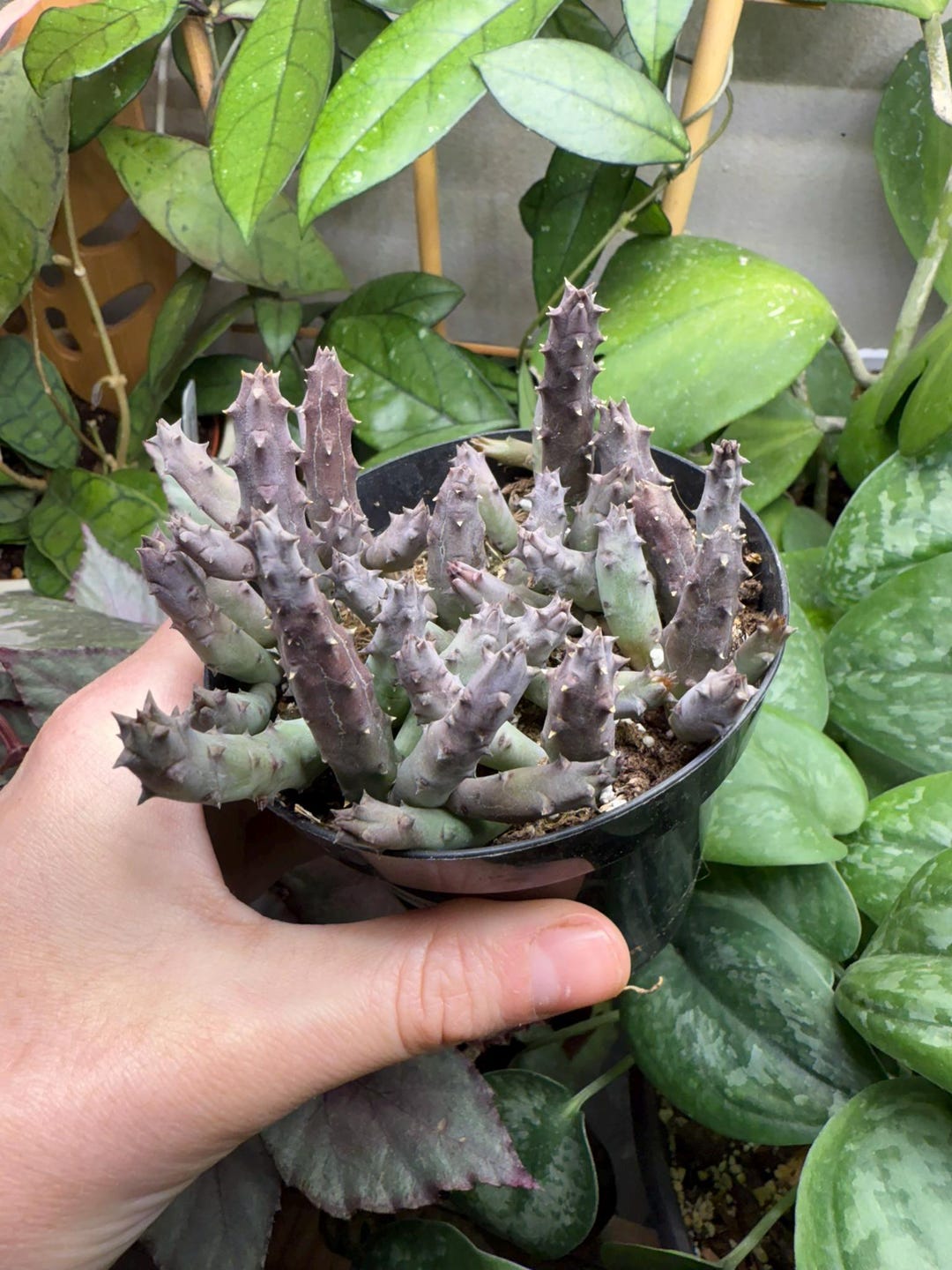 Stapelia Huernia Pendula 2-3” Starter Pots | Live Rare Indoor Outdoor ...