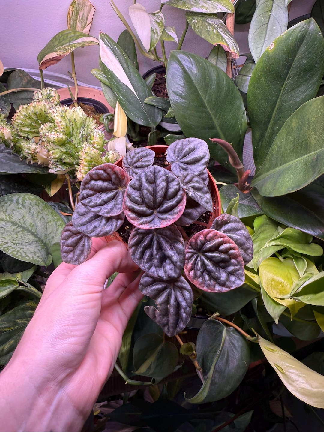 Abricos Peperomia Caperata 4" Pot | Live RARE Indoor Outdoor Houseplant ...