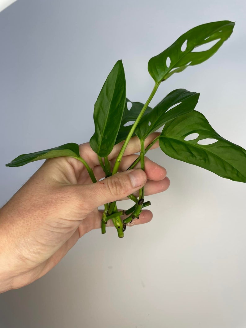 Narrow Form Monstera Adansonii Swiss Cheese Plant LIVE - Etsy