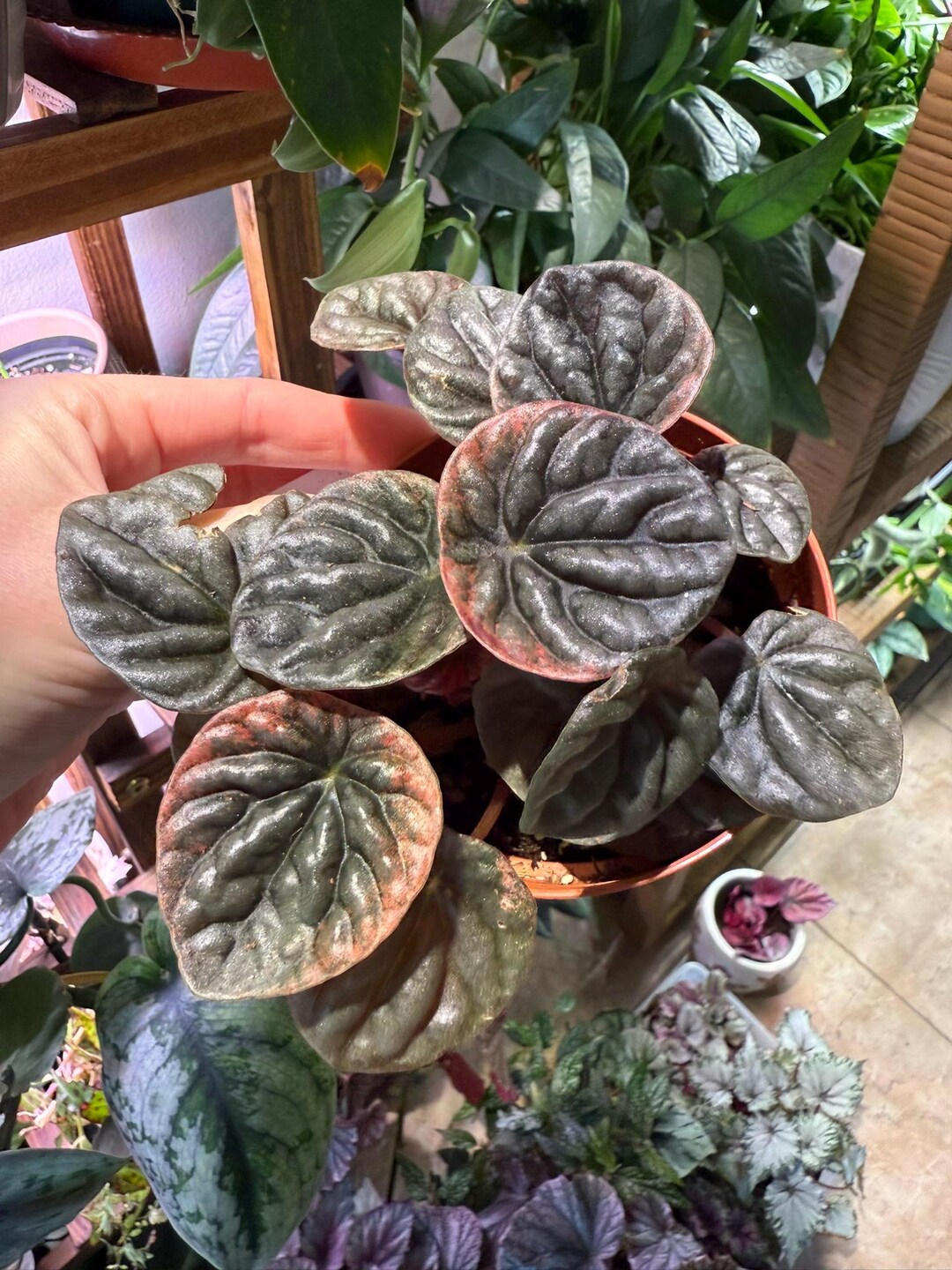 Peperomia Caperata 'abricos' 4" Pot | Live RARE Indoor Outdoor ...