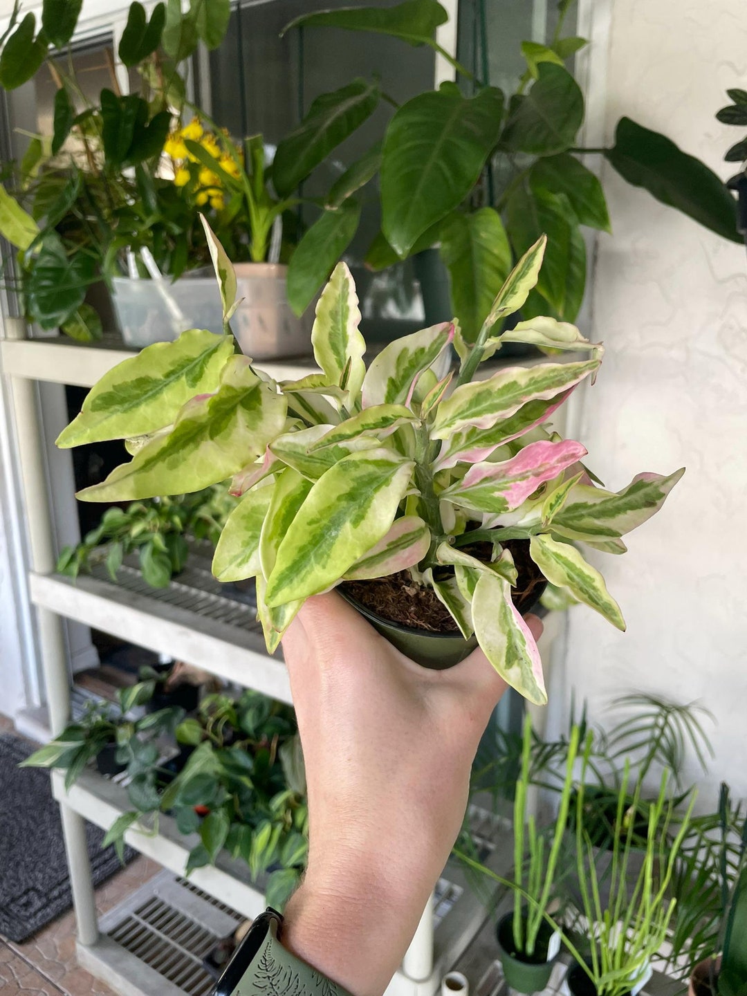 Euphorbia Pedilanthus Tithymaloides Variegated 4-5" Pots | Devil's ...