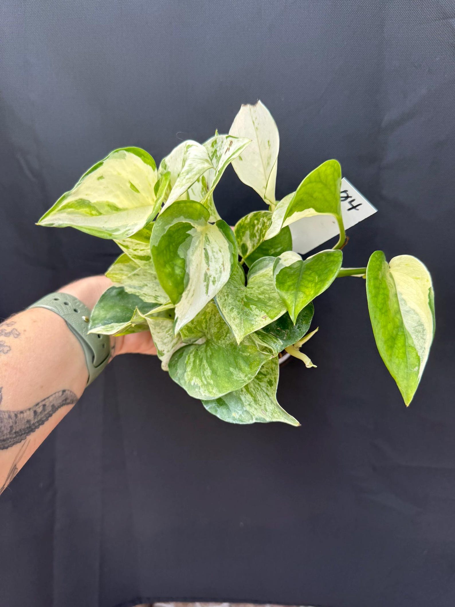 Manjula Pothos 4-5" Pots | Live Rare Indoor Outdoor Houseplant | Ships ...