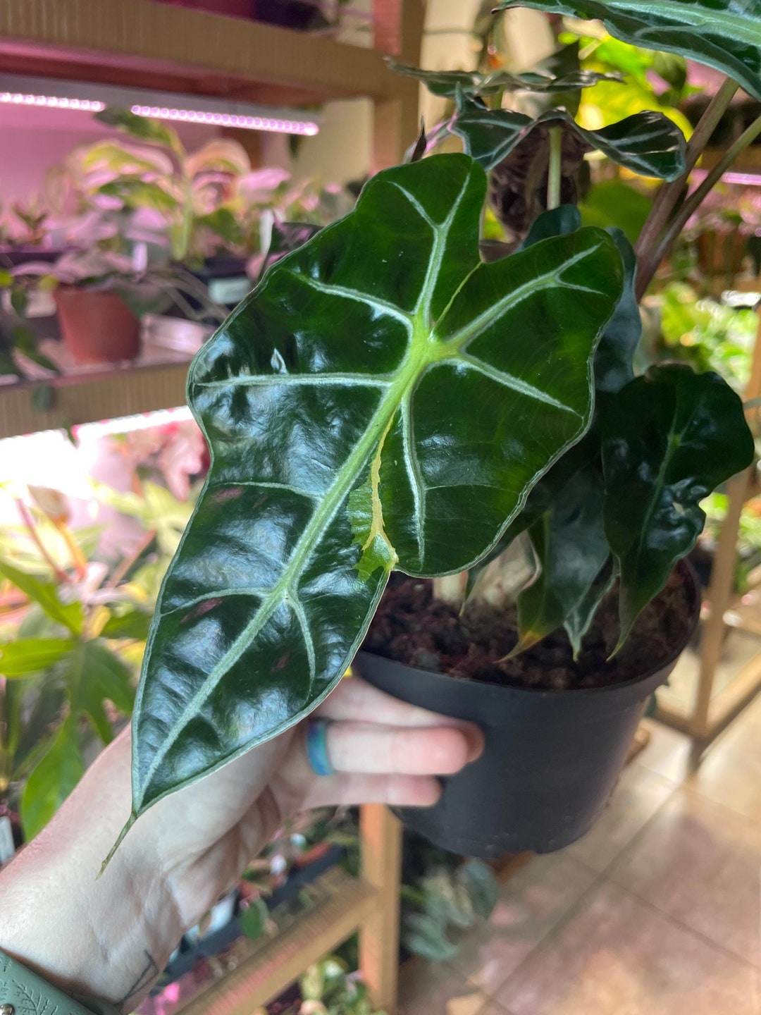 Variegated Alocasia Polly 6 Pot, Intact Corms Live Rare Indoor Outdoor ...
