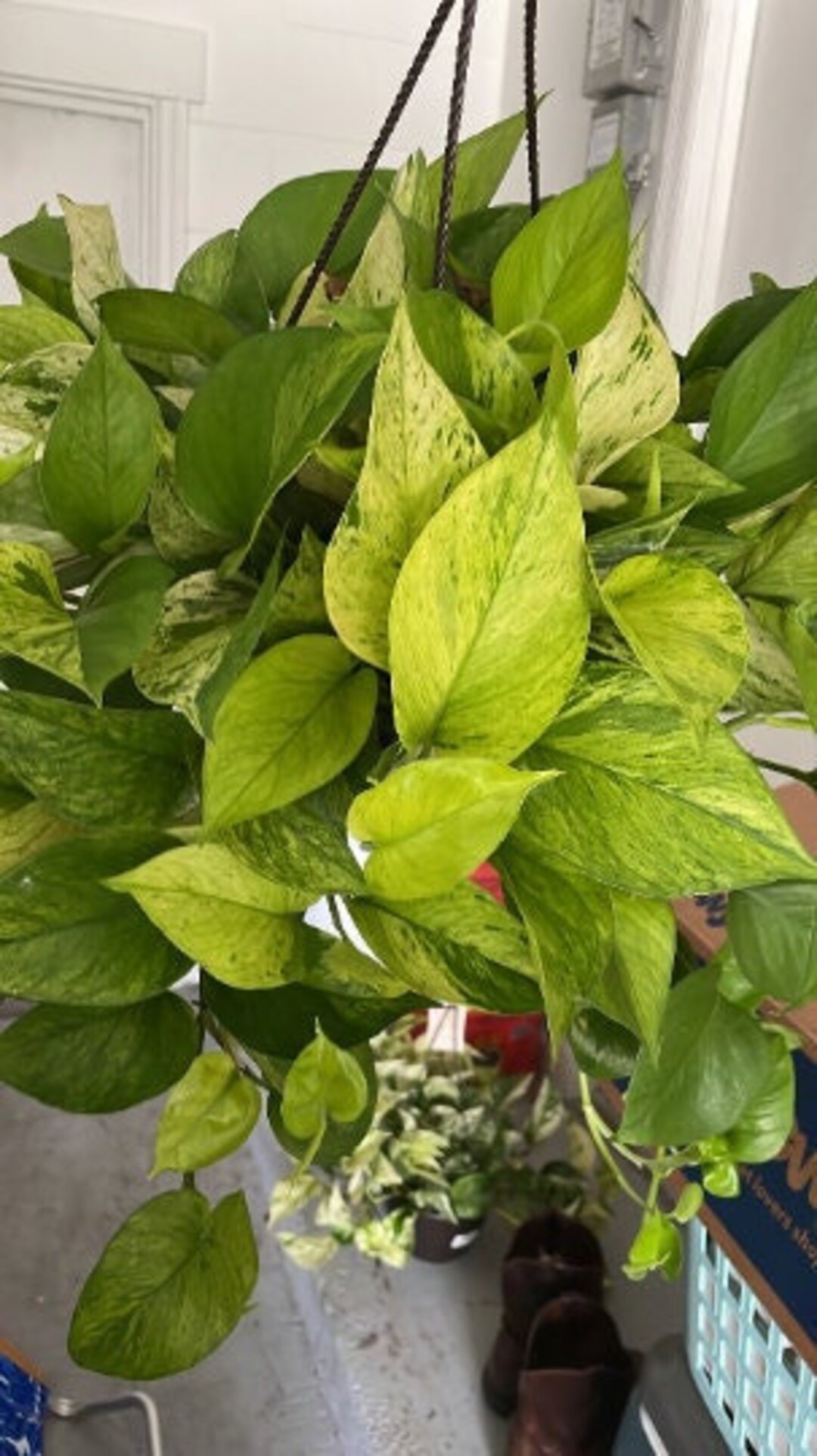 Jessenia Pothos | Epipremnum Aureum | Live Houseplant | Nodes, Unrooted ...