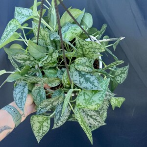 Silver Lady Scindapsus Pictus | Silver Satin Pothos | LIVE House Plant ...