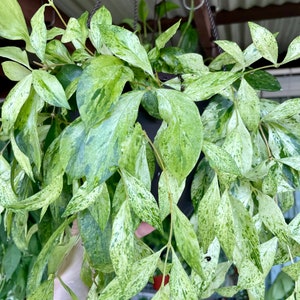 Variegated Mini Mona Lisa Lipstick Plant | LIVE Houseplant | Nodes ...