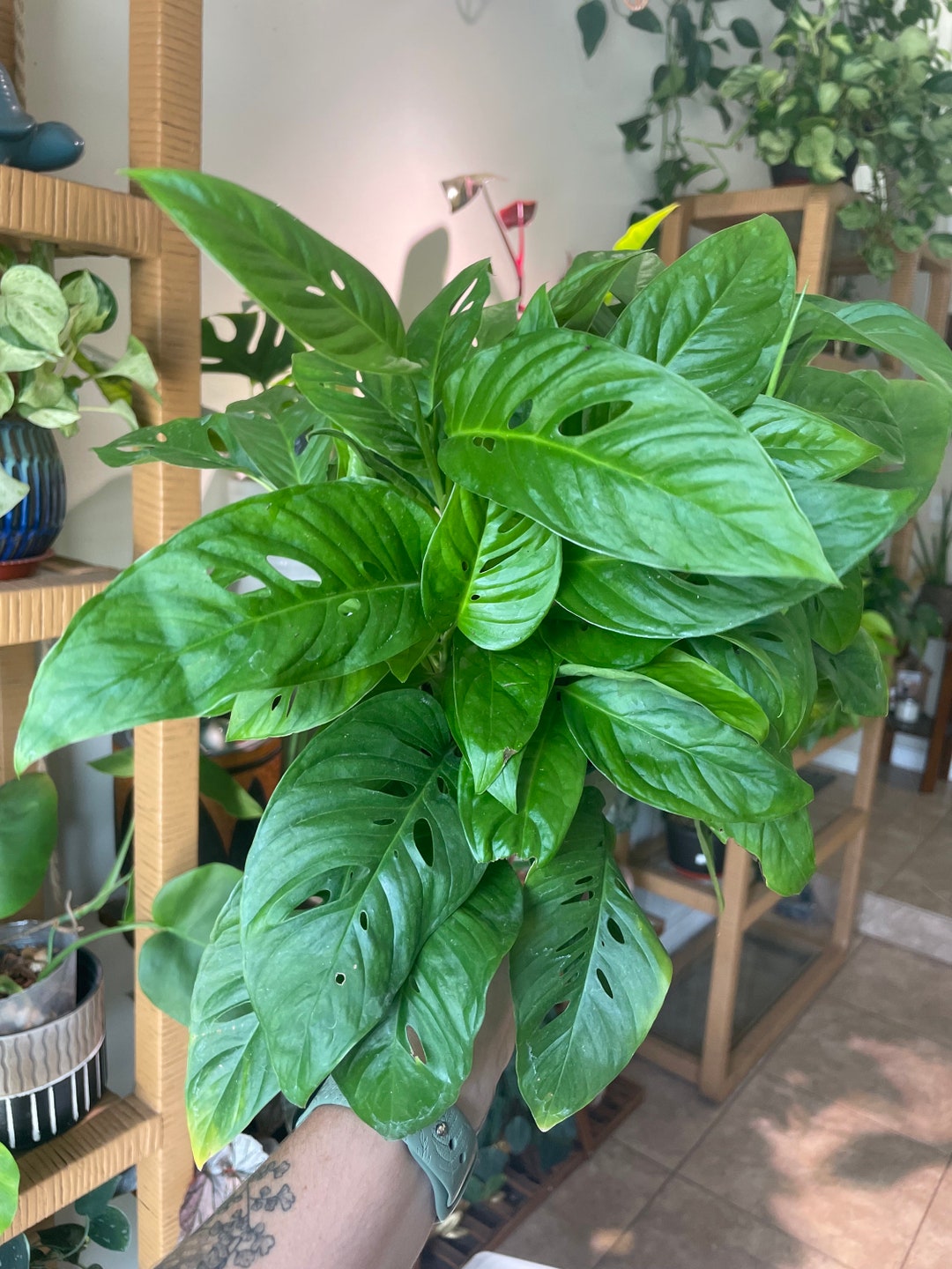 Narrow Form Monstera Adansonii | Swiss Cheese Plant | LIVE House Plant ...