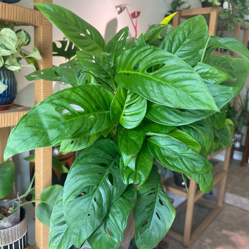 Live Plants Indoor - Etsy