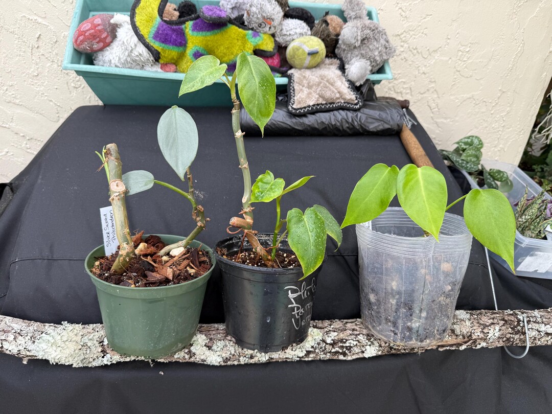 REHAB BUNDLE- Silver Sword Philodendron 6", Paradiso Verde Philo 6 ...
