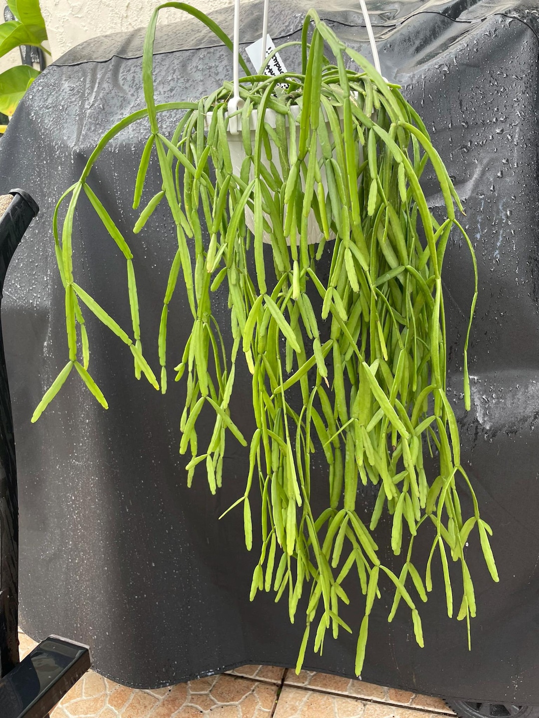 Rhipsalis Micrantha F. Tonduzii | Jungle Cactus | RARE Live Trailing ...