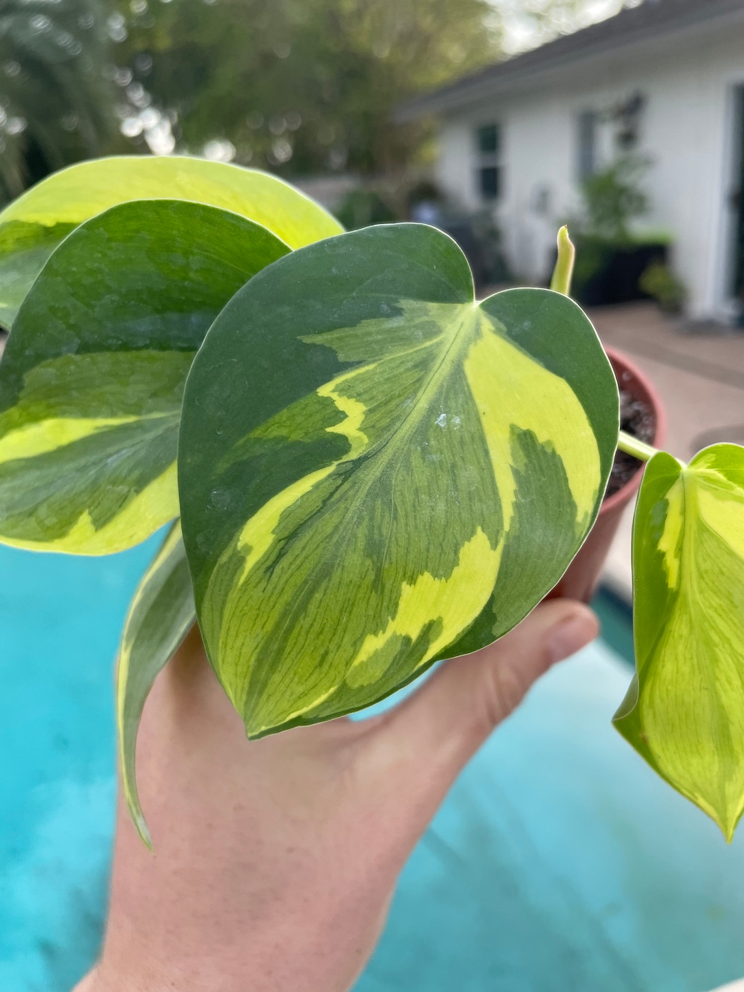Carnival Philodendron Hederaceum | Nodes, Unrooted, & Rooted Cuttings ...