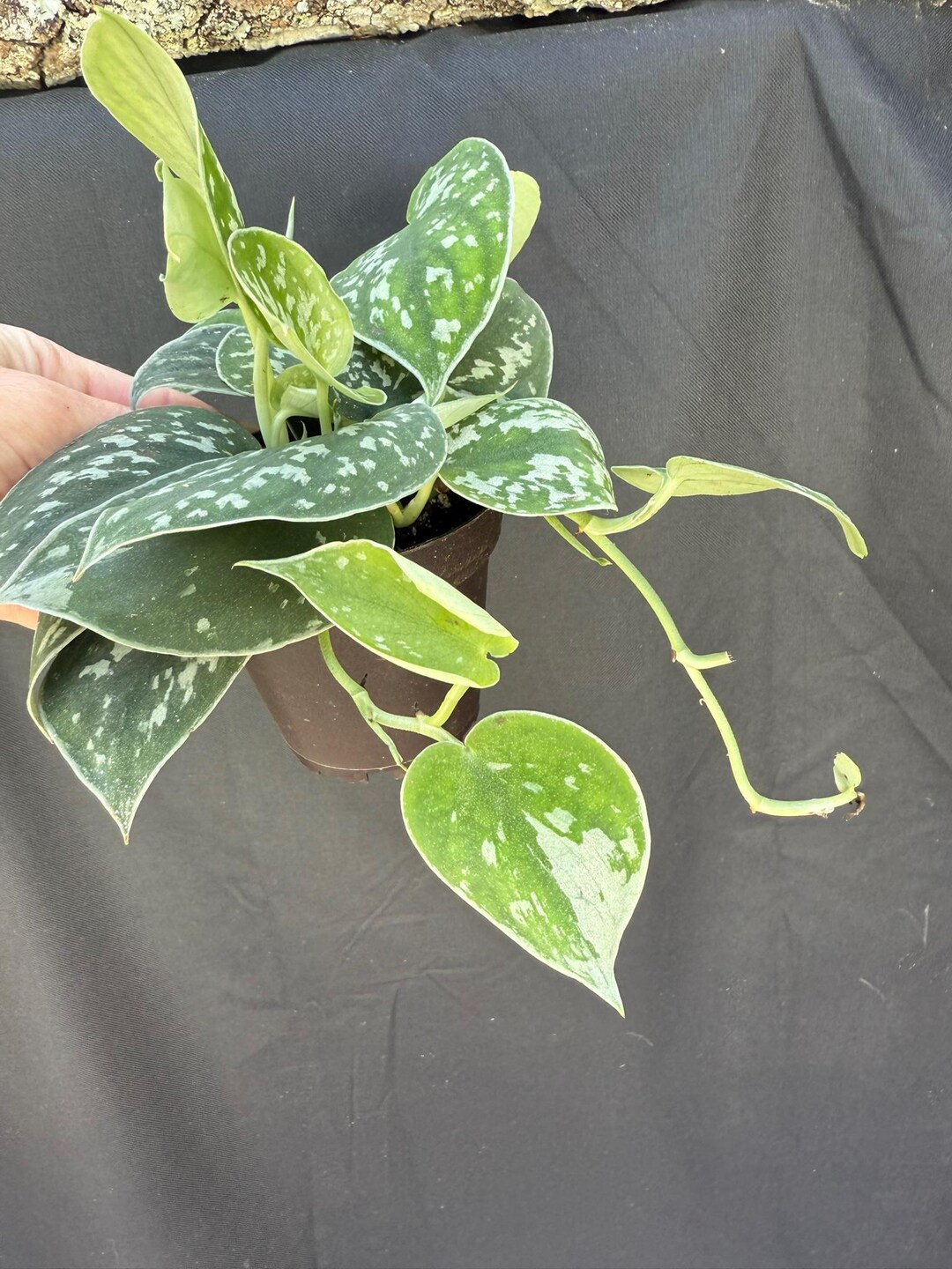 Silvery Ann Scindapsus Pictus & Argyraeus Pictus 4" Mix Pot | Silver ...