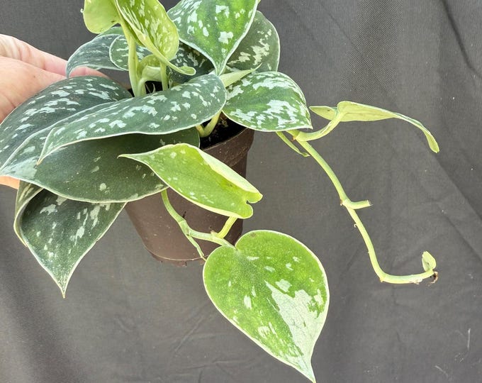 Silvery Ann Scindapsus Pictus & Argyraeus Pictus 4" Mix Pot | Silver ...