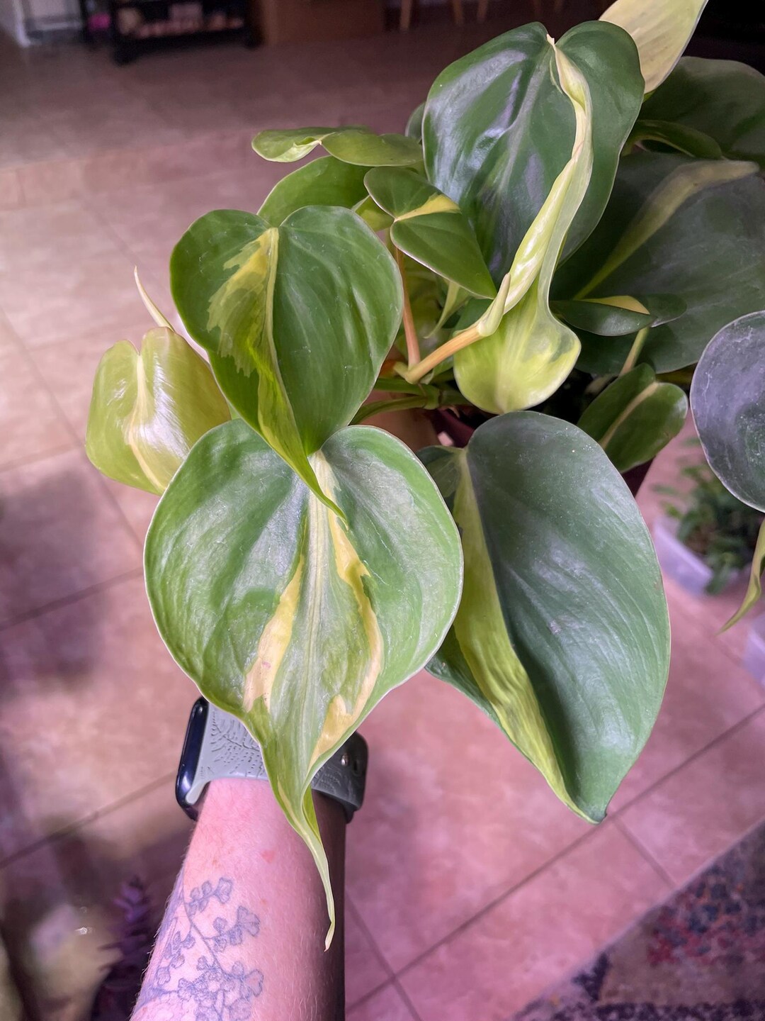 Carnival Philodendron 4" Pot | Live Rare Indoor Outdoor Houseplant ...