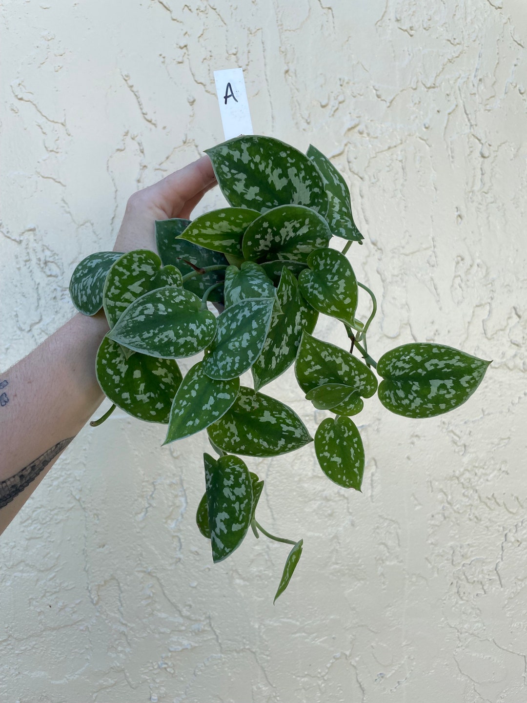 Silvery Ann & Argyraeus Scindapsus Pictus 4 Pots Ships in Pot One of a ...