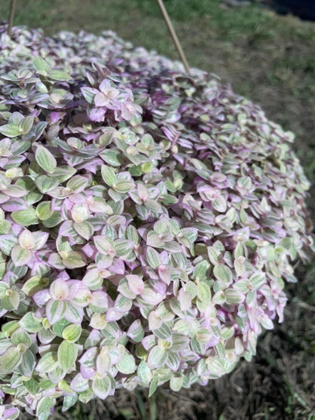 Pink Lady Turtle Vine Tradescantia | Callisia Repens Panther | Live ...