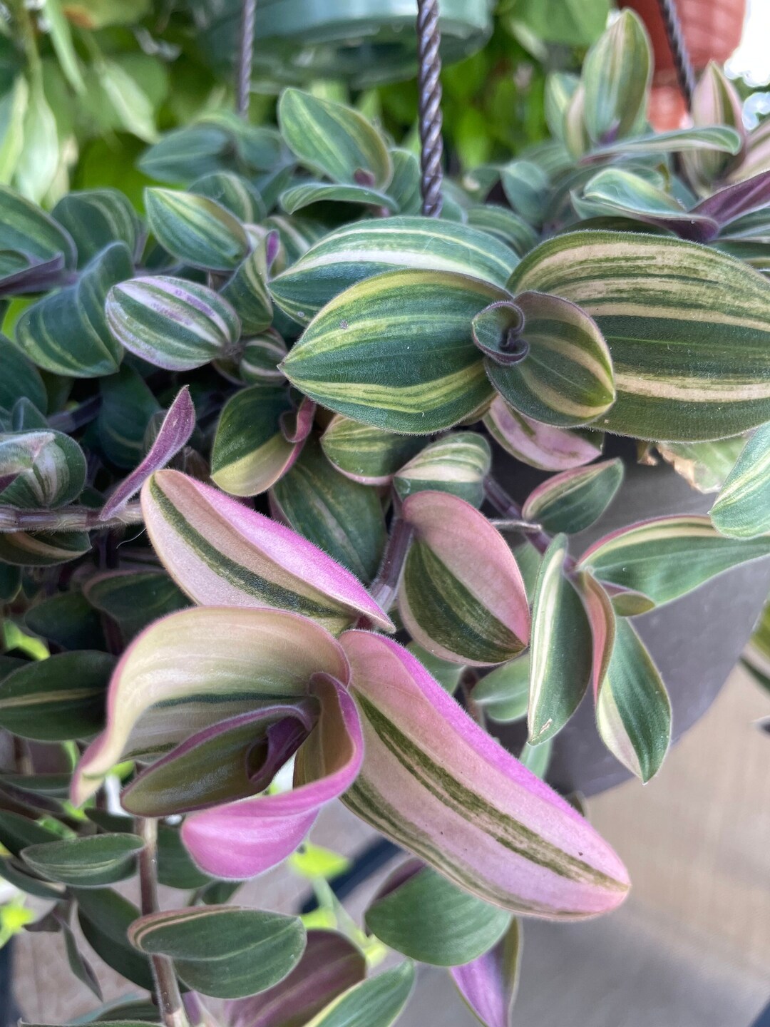 Variegated 'baby Bunny Bellies' Tradescantia Chrysophylla | Wandering ...