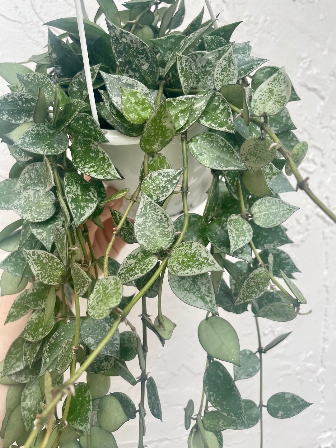 Hoya Krohniana Silver Splash | Live Houseplant| Unrooted and Rooted ...