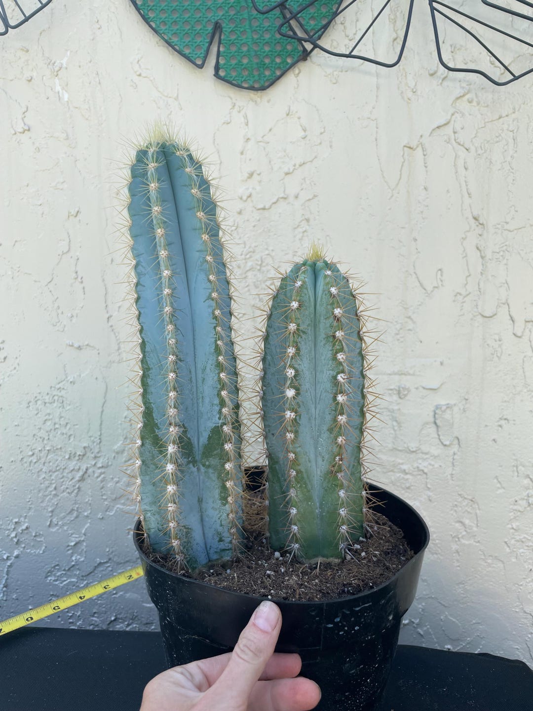 Large Blue Brazilian Cactus Pilosocereus Azureus Live Rare Indoor ...