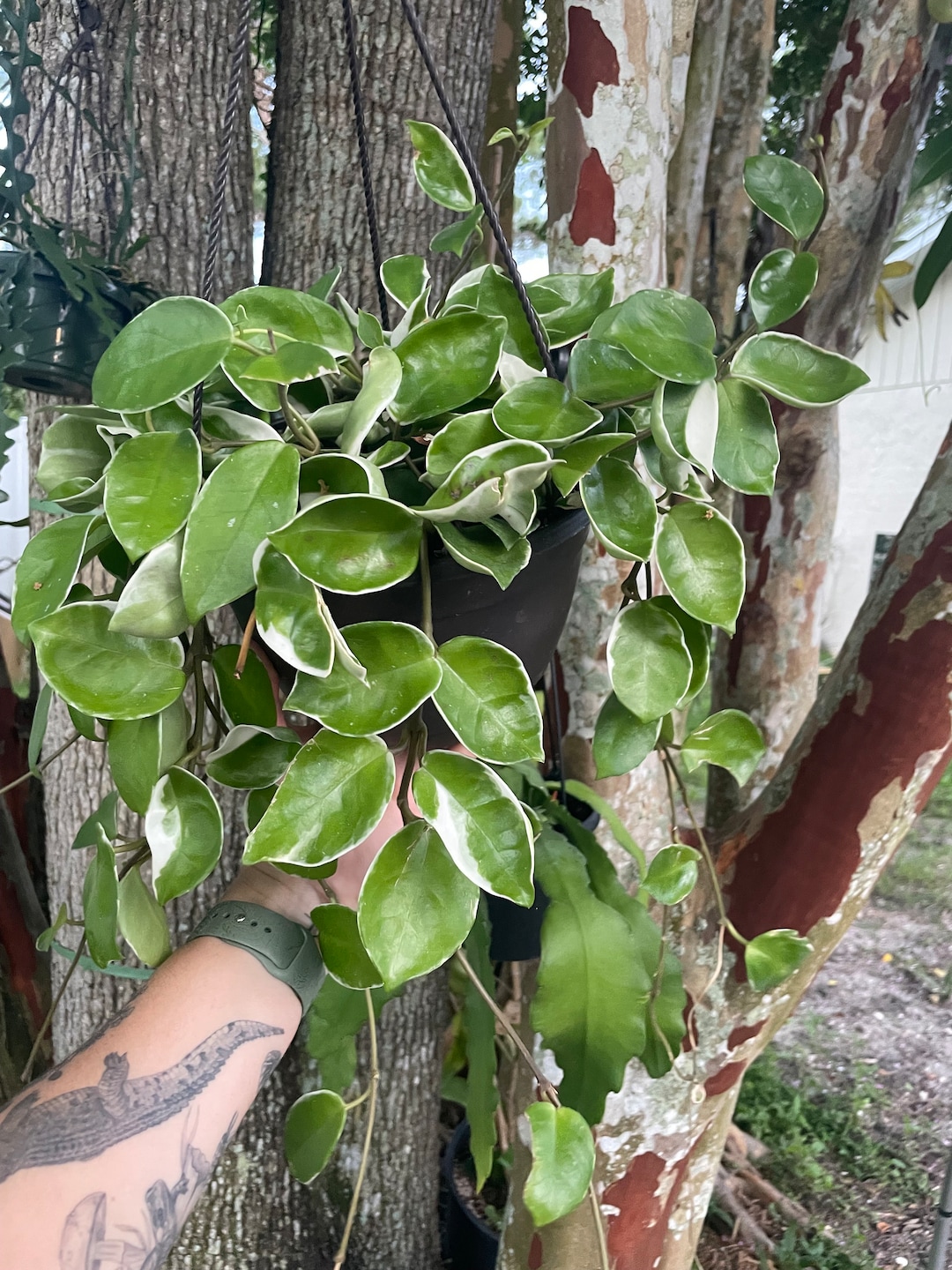 Krimson Queen Hoya Carnosa | Tri-color Variegated Hoya | LIVE House ...