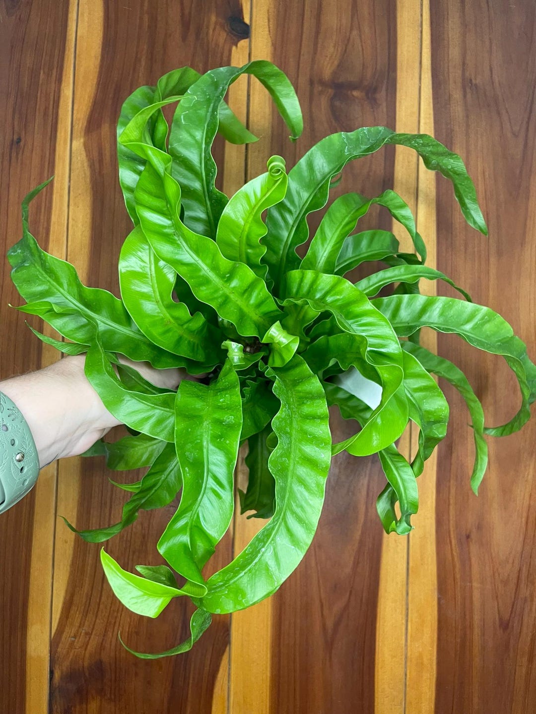 Hurricane Birds Nest Fern Pot | Asplenium Antiquum | Live Rare Indoor ...