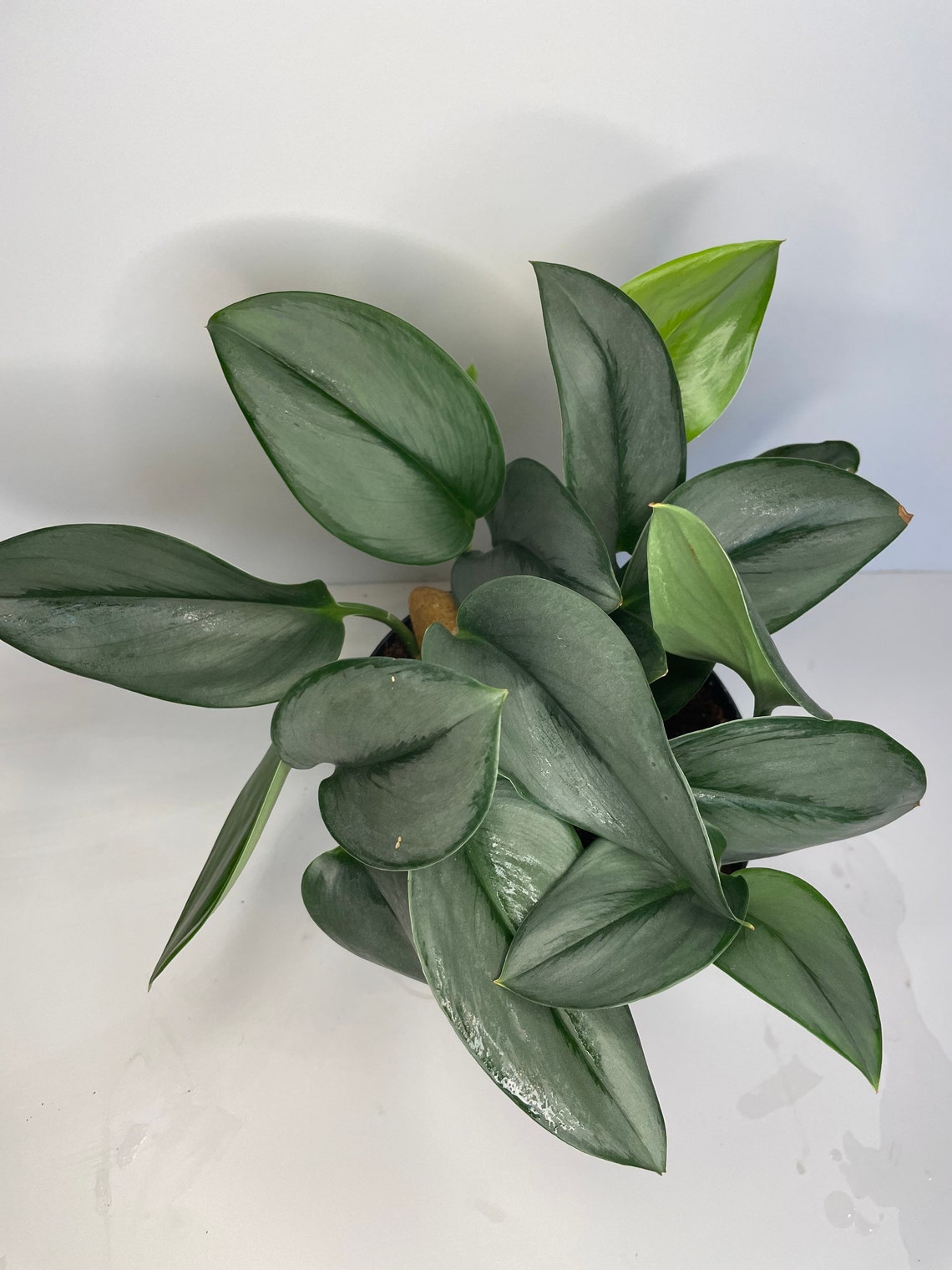 Moonlight Trebuii Scindapsus Satin Silver Pothos LIVE - Etsy