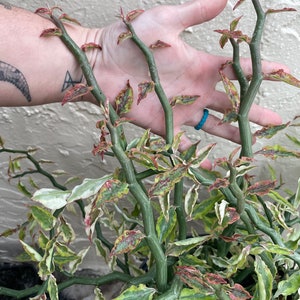 Pink Variegated Devil's Backbone Succulent | Full Sun | Unrooted and ...