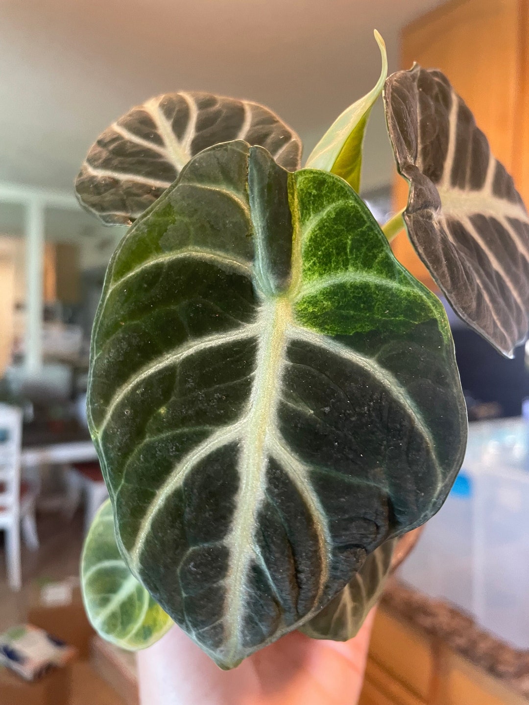 Variegated Alocasia Ninja 4 Pot Probably Sport Variegation Ships in Pot ...