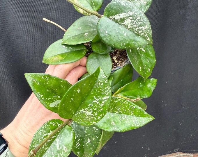 Hoya Carnosa Ssp. "freckles" Splash 4" Pots | Live Rare Indoor Outdoor ...