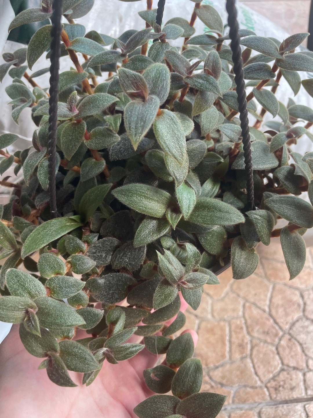 Teddy Bear Vine Cyanotis Beddomei Teddchysar Plant Similar to ...