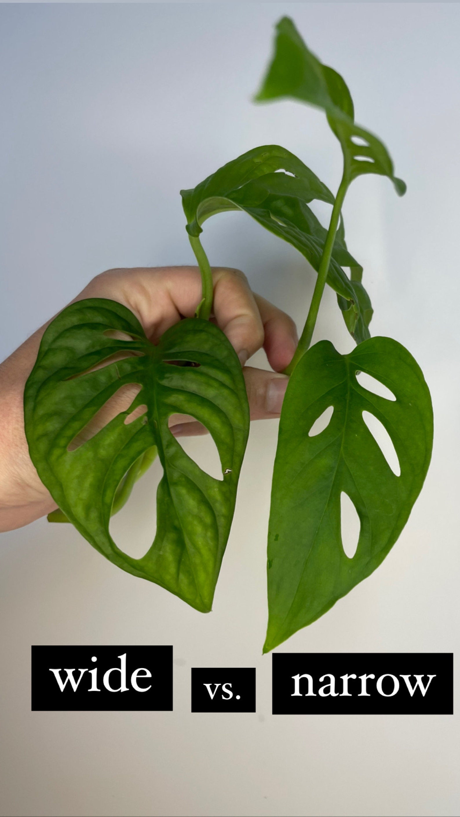 Narrow Form Monstera Adansonii Swiss Cheese Plant LIVE - Etsy