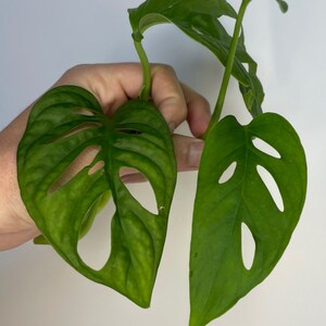 Narrow Form Monstera Adansonii | Swiss Cheese Plant | LIVE House Plant ...