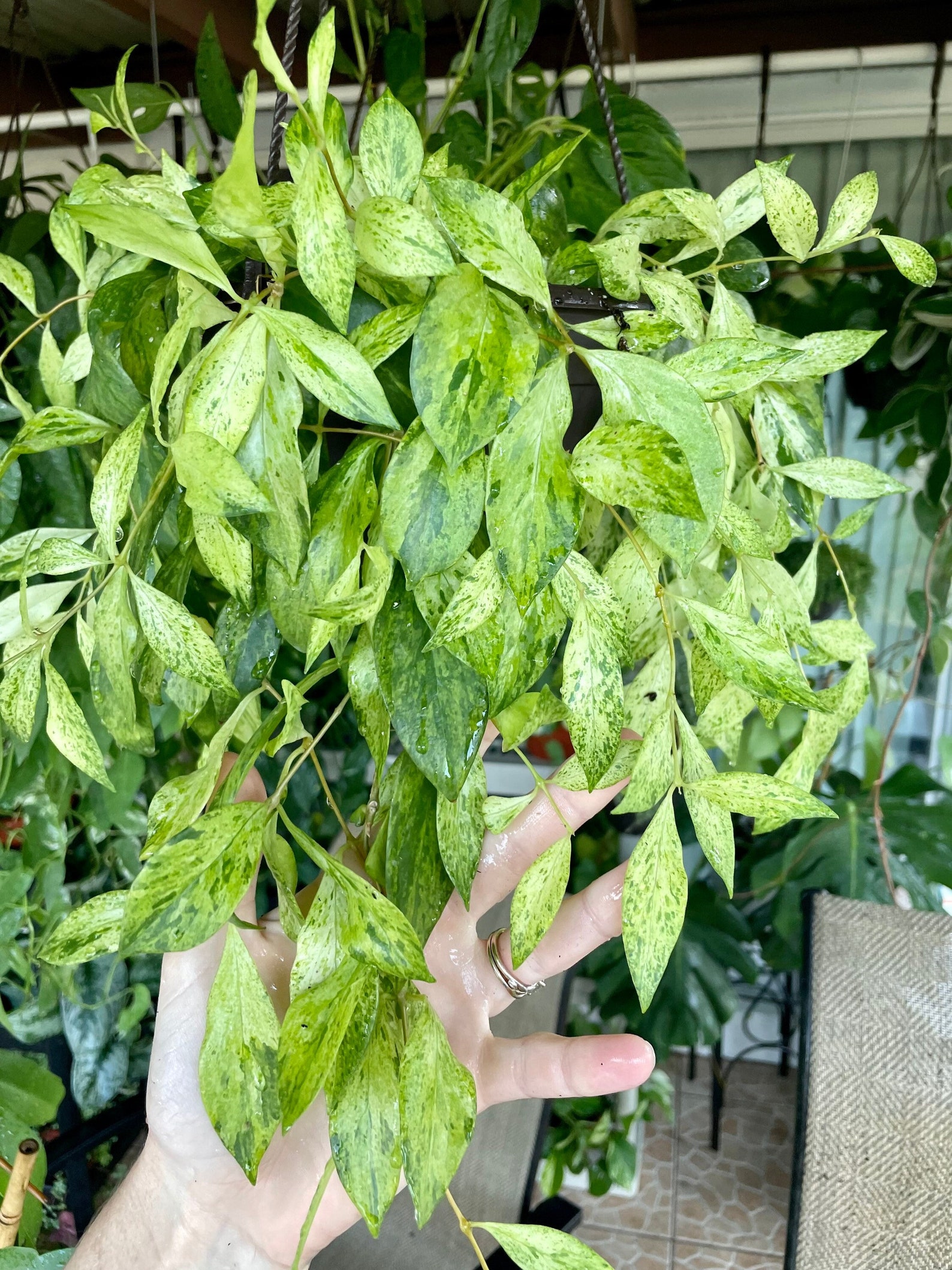 Variegated Mini Mona Lisa Lipstick Plant | LIVE Houseplant | Nodes ...