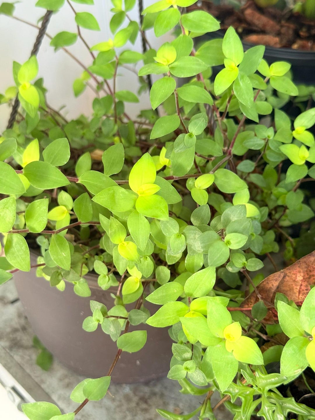 Callisia Repens 'gold' Vine | Mini Tradescantia, Mini Wandering Dude ...