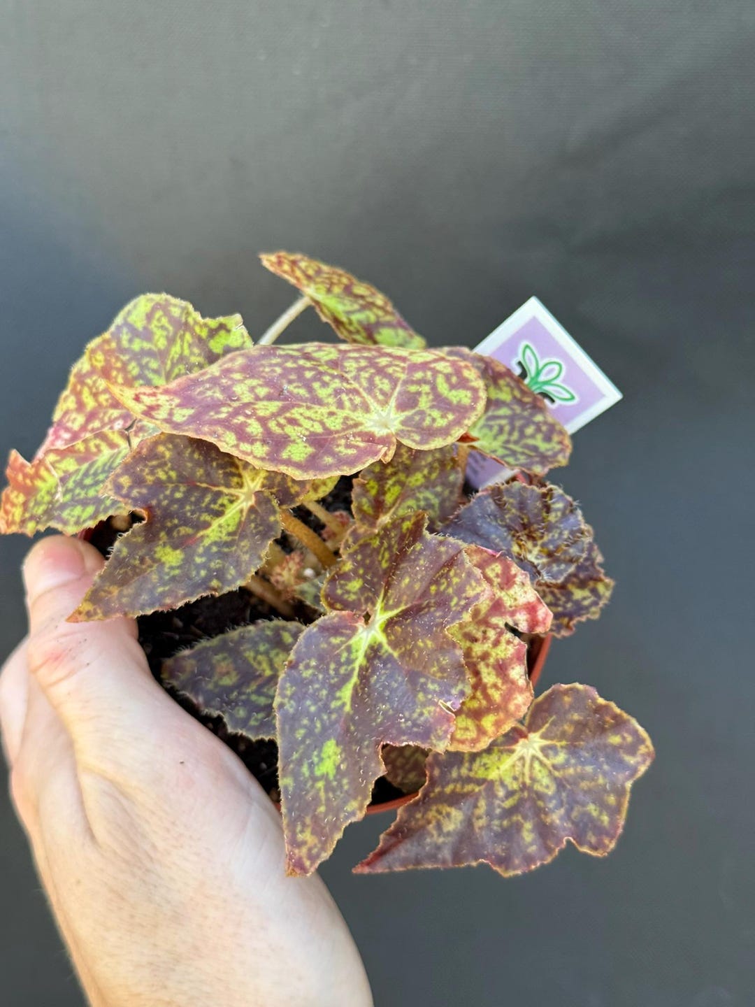 Aces High Begonia Rex 4" Pot | Live Houseplant | Ships in Pot | Exact ...