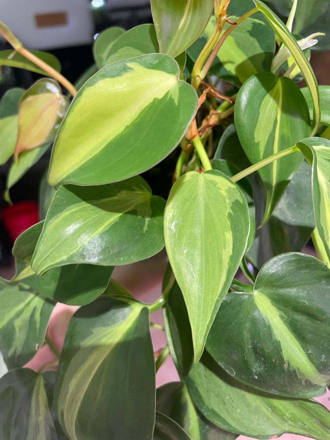 Carnival & Brasil Philodendron Mixed Pot, Full and Trailing Live Rare ...
