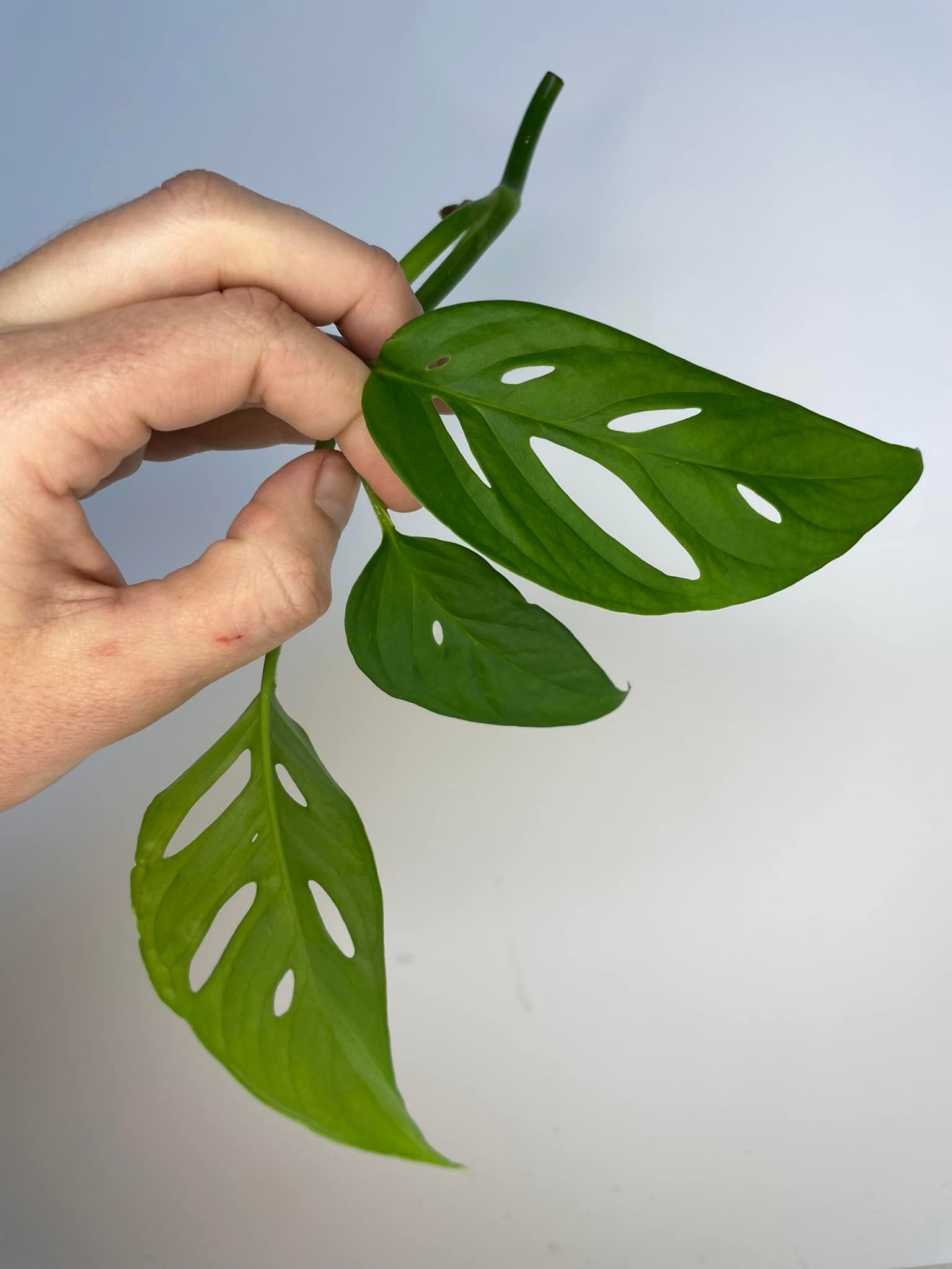 Narrow Form Monstera Adansonii Swiss Cheese Plant LIVE - Etsy