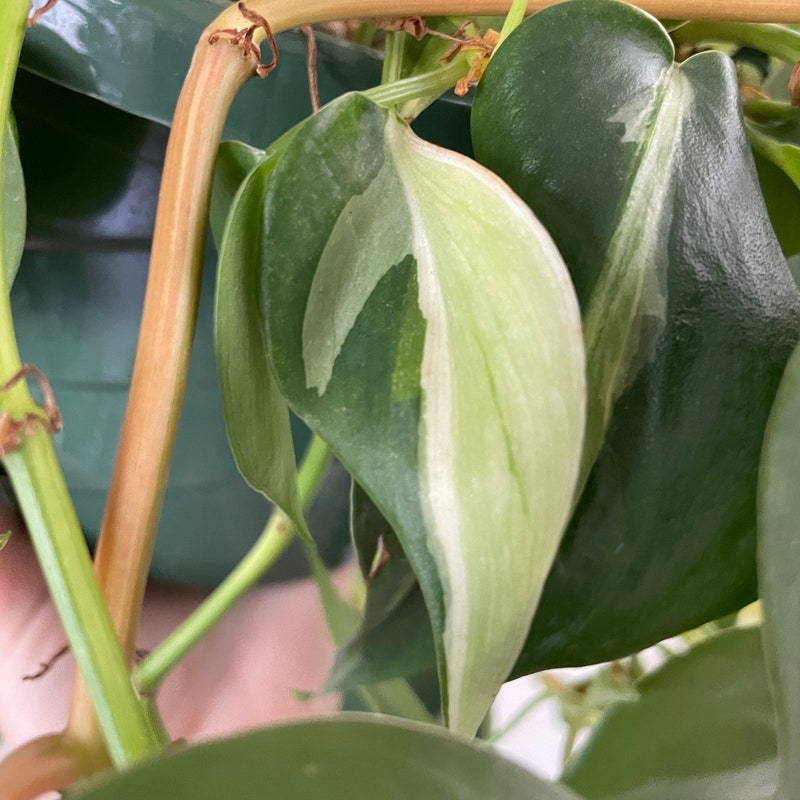 Rare House Plants - Etsy