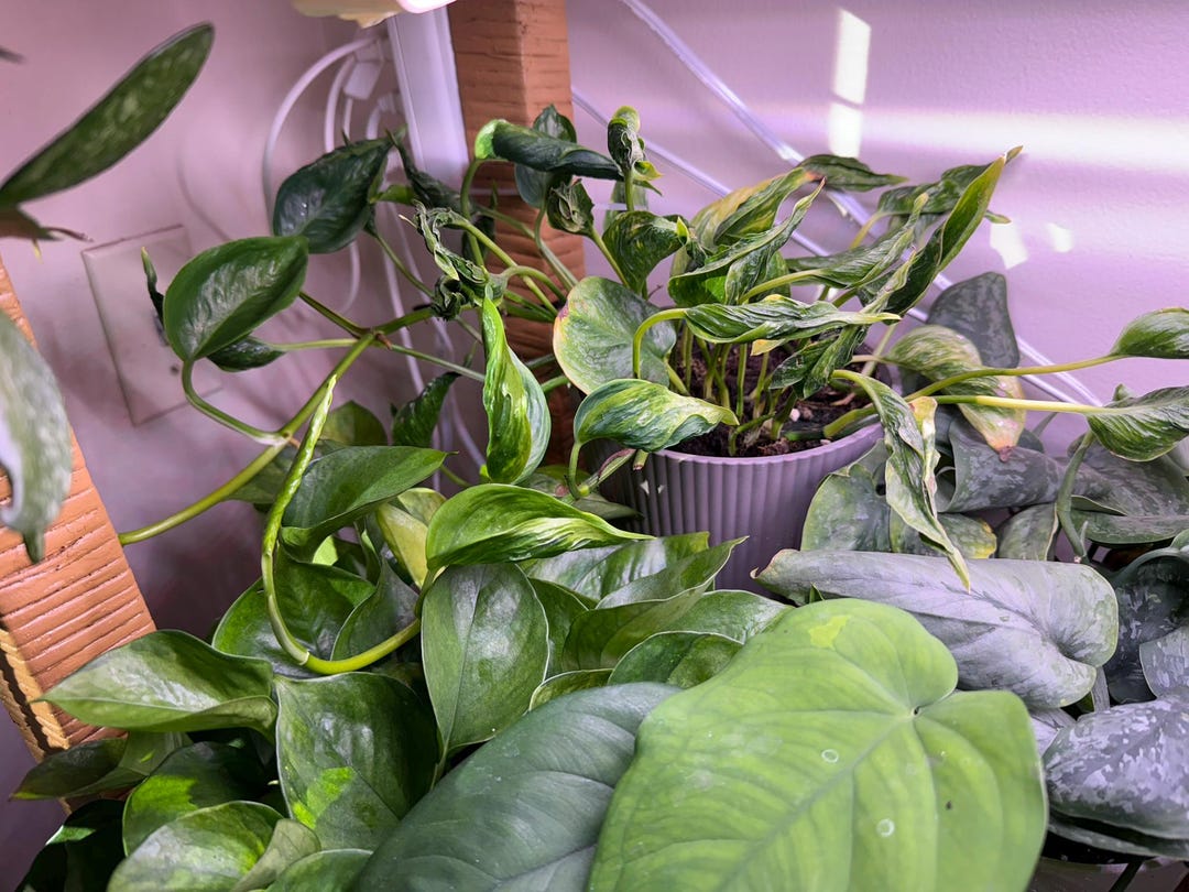 Variegated Shangri La Pothos | LIVE House Plant | Nodes, Unrooted ...