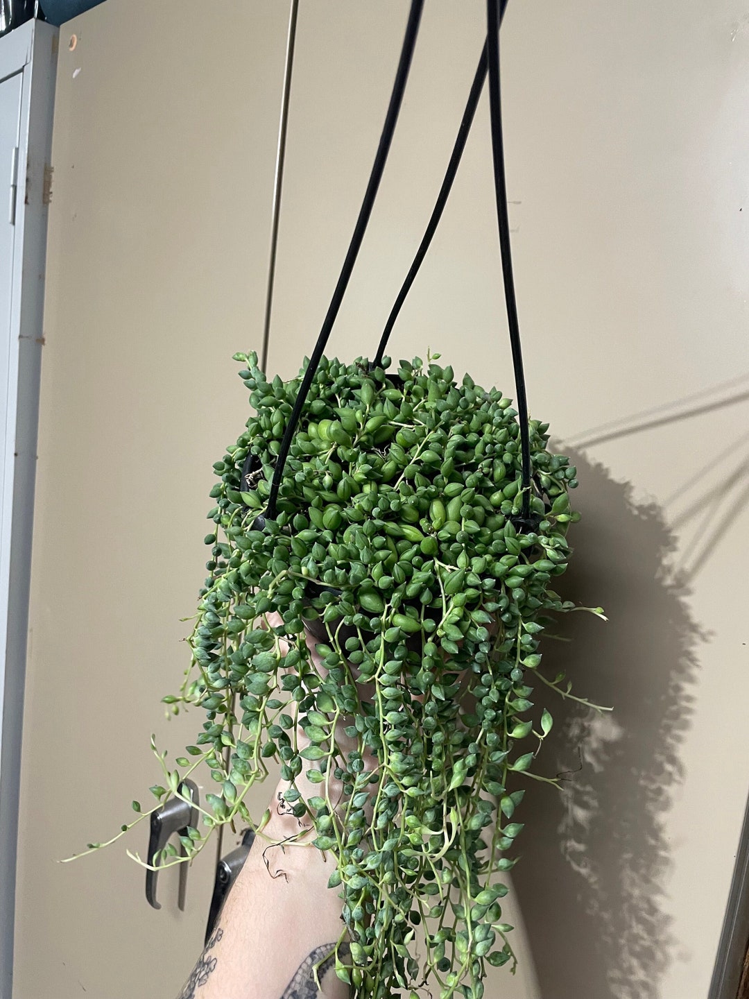 String of Raindrops Hanging Trailing Full 6 Pot Peperomia Prostrata ...