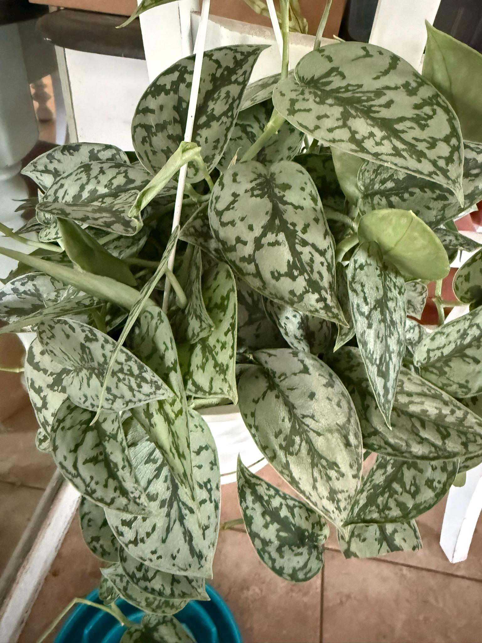 Silver Lady Scindapsus Pictus | Silver Satin Pothos | LIVE House Plant ...