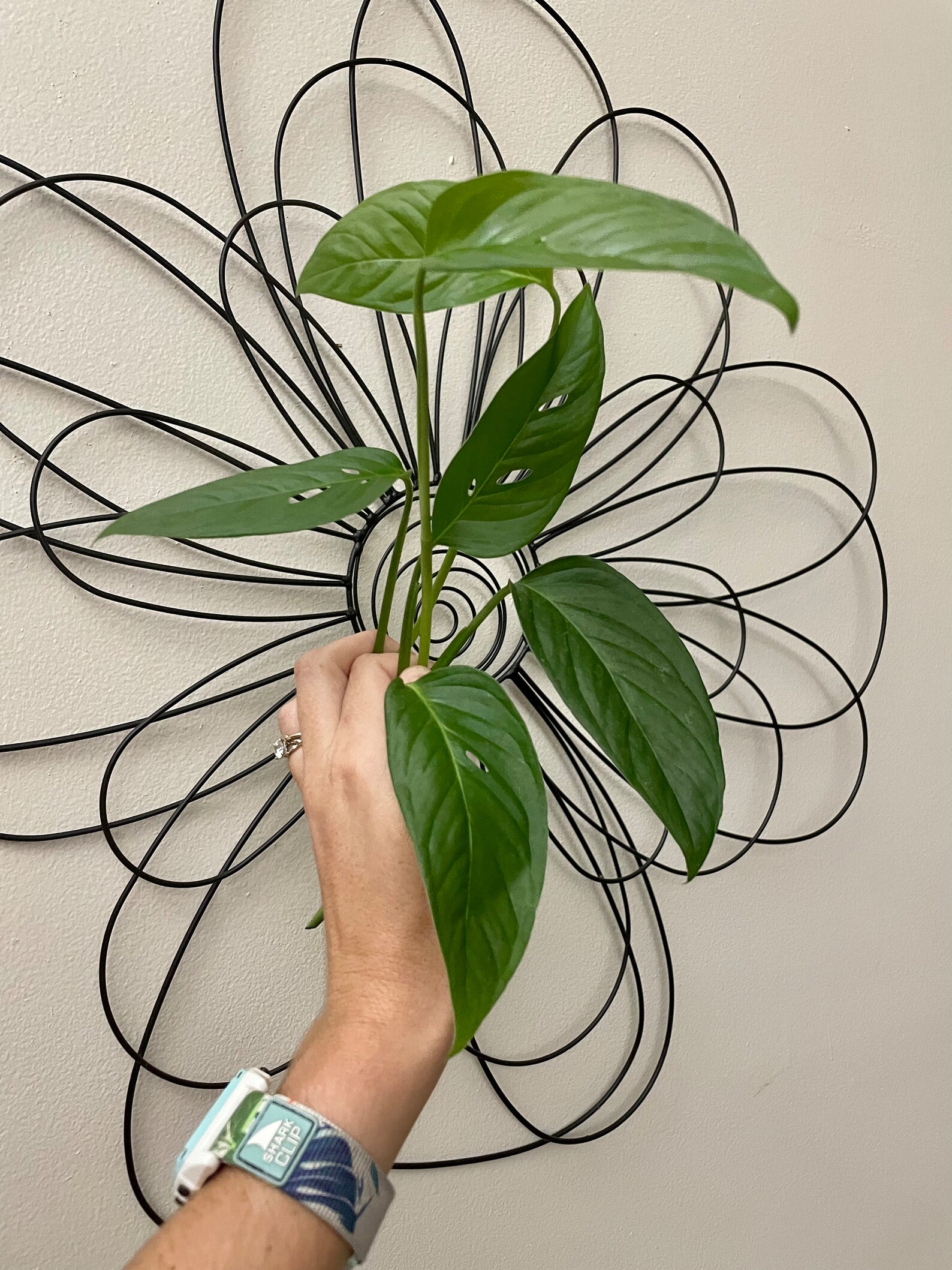 Narrow Form Monstera Adansonii Swiss Cheese Plant LIVE - Etsy