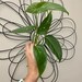 Narrow Form Monstera Adansonii Swiss Cheese Plant LIVE - Etsy