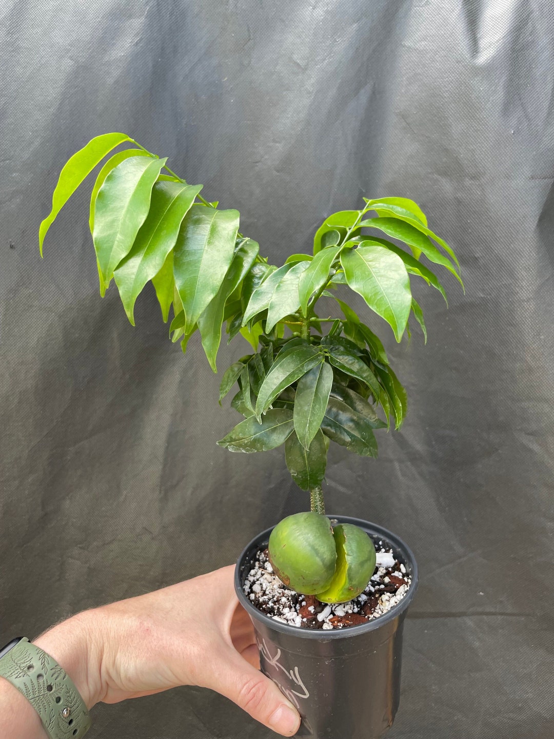 Lucky Bean Tree 4 Pot Castanospermum Australe Blackbean, Moreton Bay ...