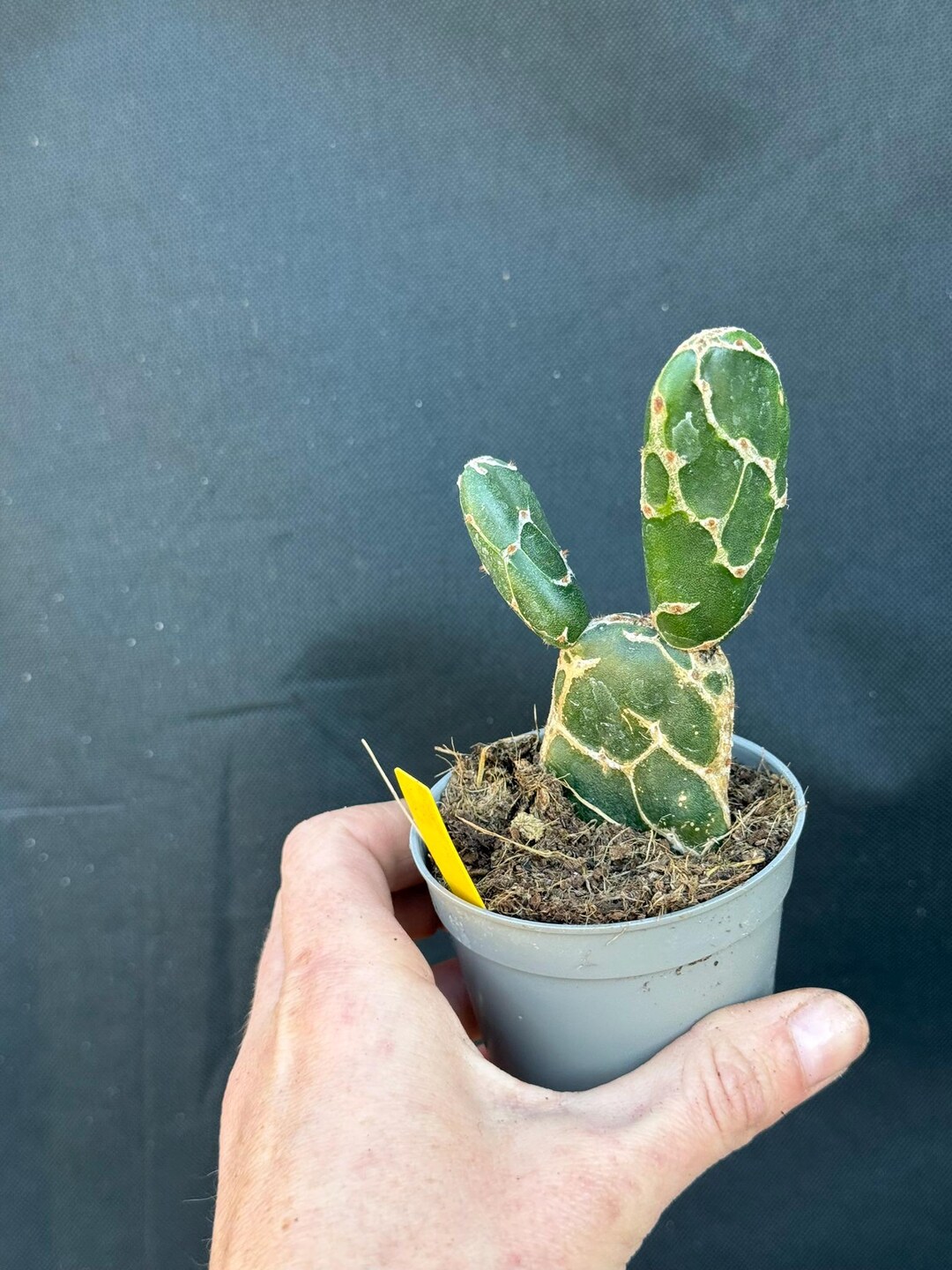 Cobra Cactus ‘opuntia Reticulata’ 3" Pots | Live RARE Indoor Outdoor ...