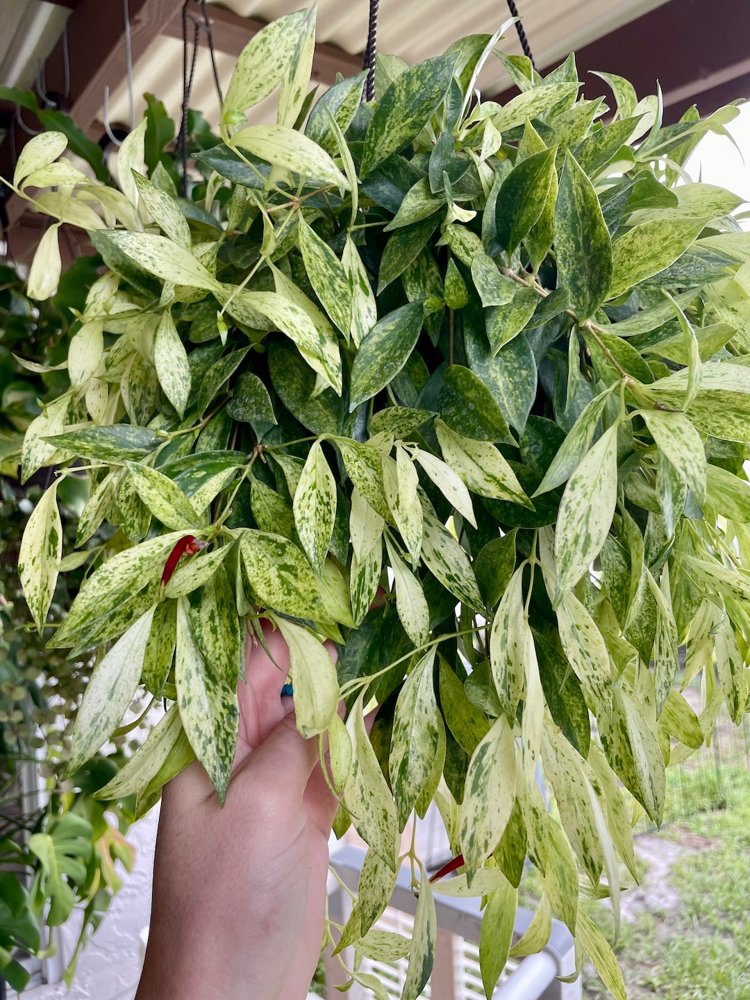 Variegated Mini Mona Lisa Lipstick Plant | LIVE Houseplant | Nodes ...