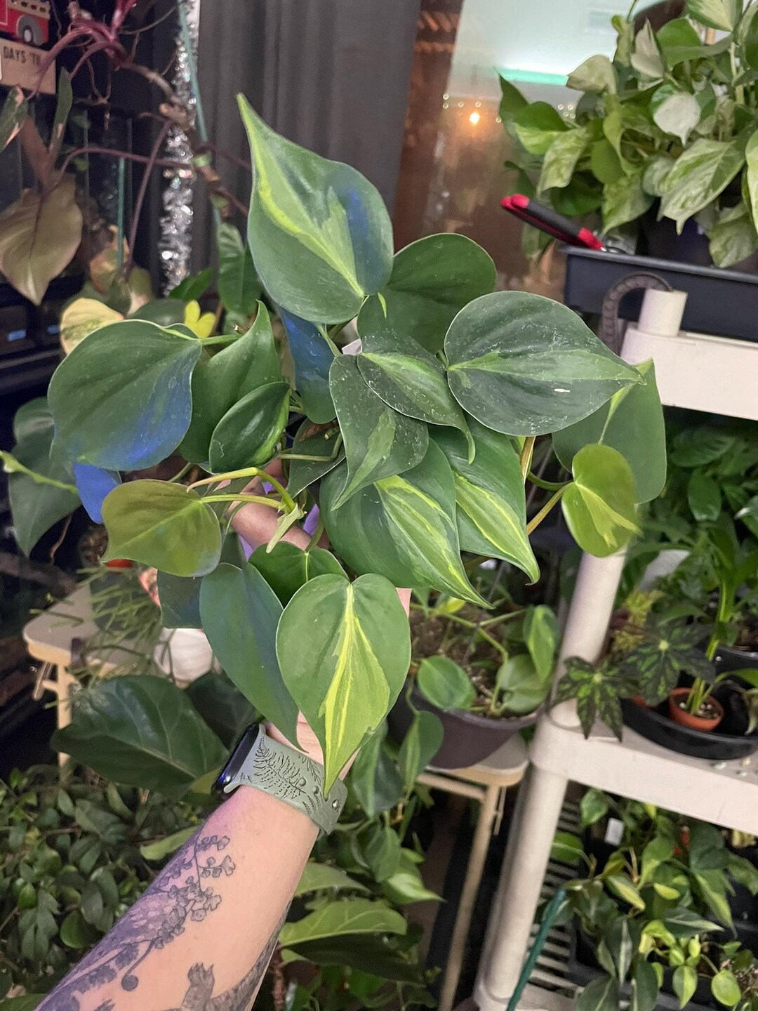 Carnival Philodendron Full & Trailing Pot RARE Live Houseplant Ships in ...