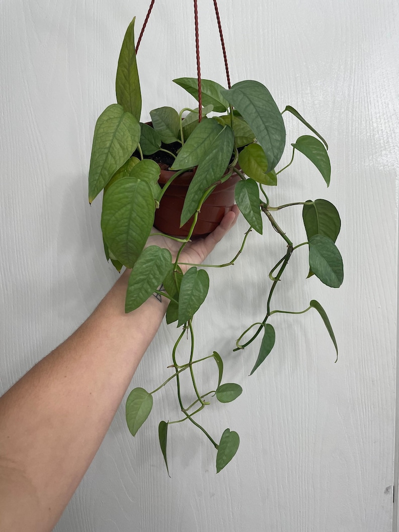 Cebu Blue Pothos RARE Skeleton Key Pothos LIVE House | Etsy