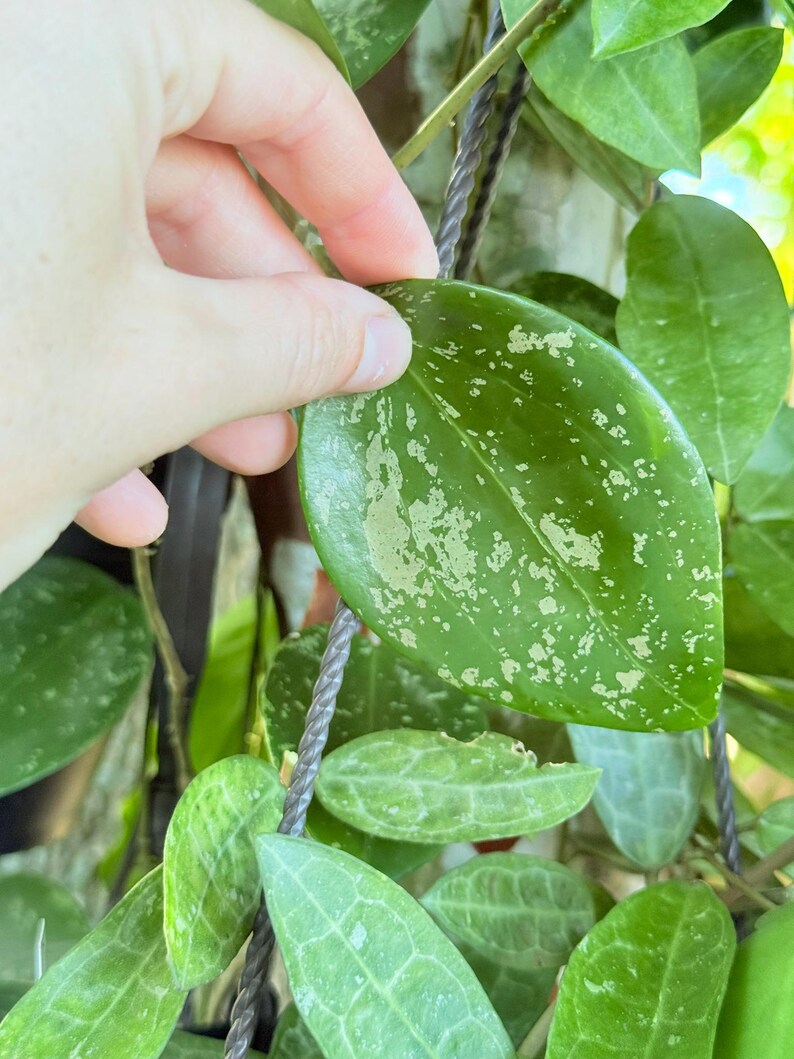 Heartleaf Parasitica Splash Hoya | Live Houseplant| Unrooted and Rooted ...